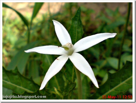 Korejat ( Hippobroma longiflora )